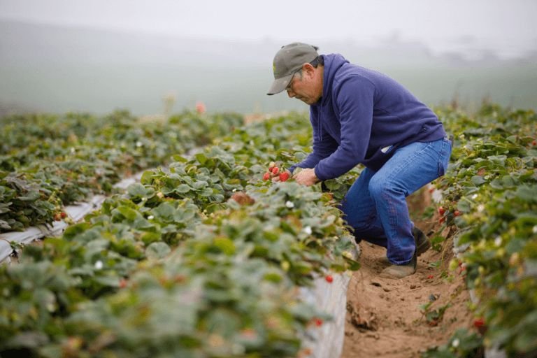 Farm Attendant Job in Australia